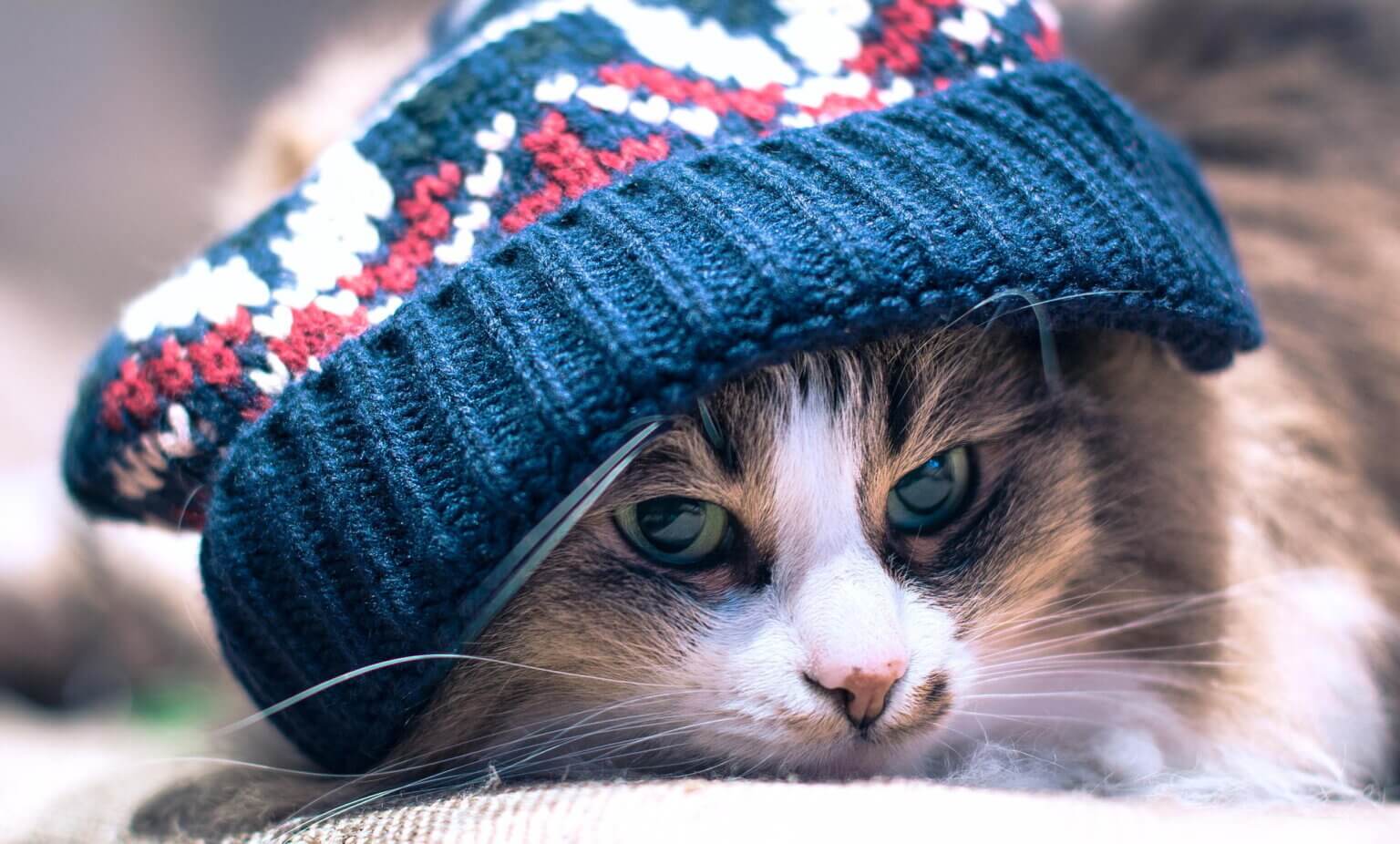 Os gatos sentem frio? Descubra mais sobre agora!