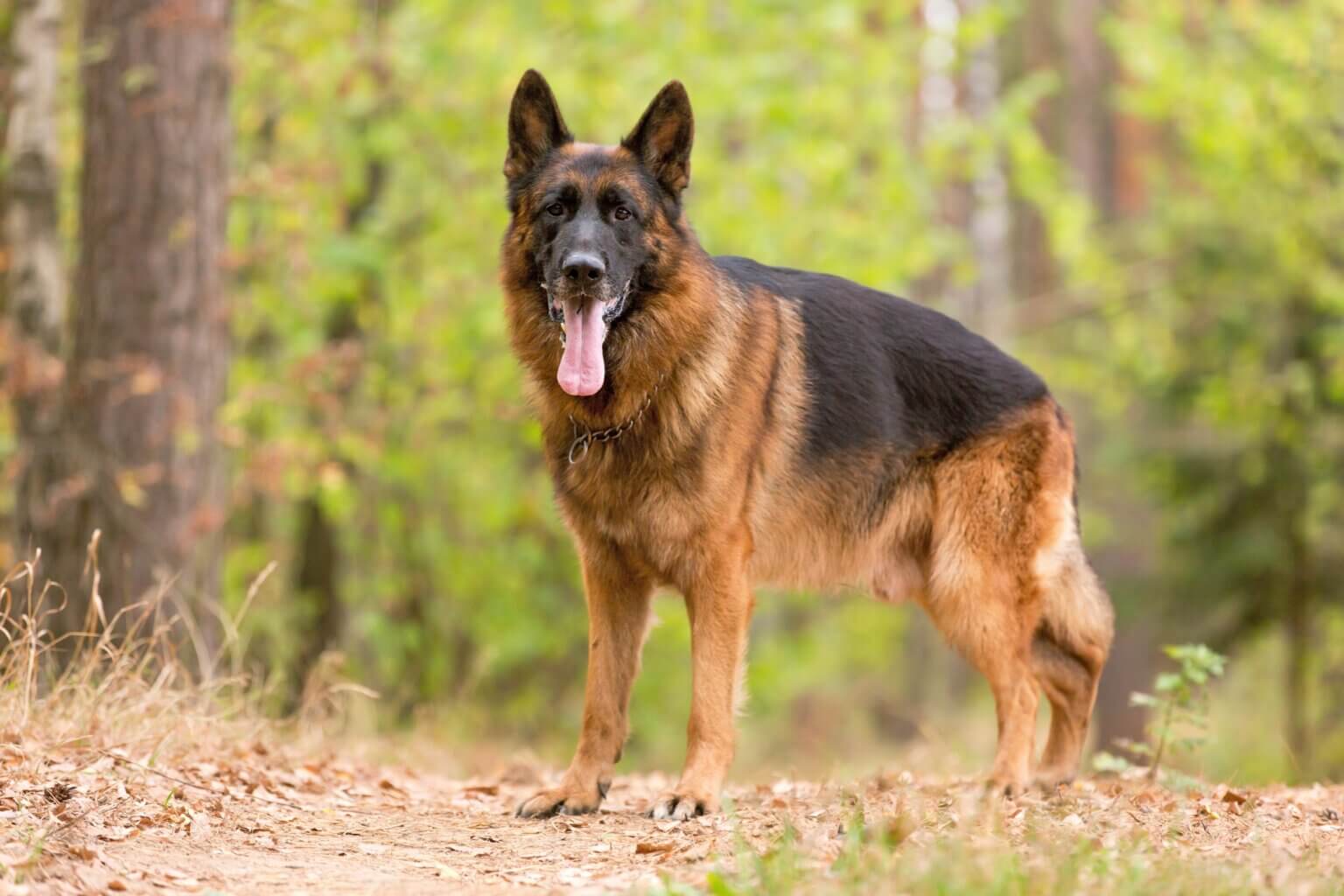 Saiba agora quais são os melhores cães de guarda
