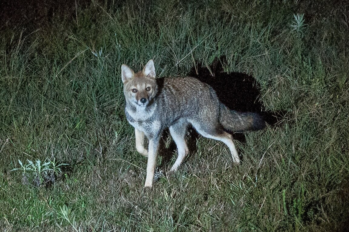 Conheça a incrível raposa brasileira