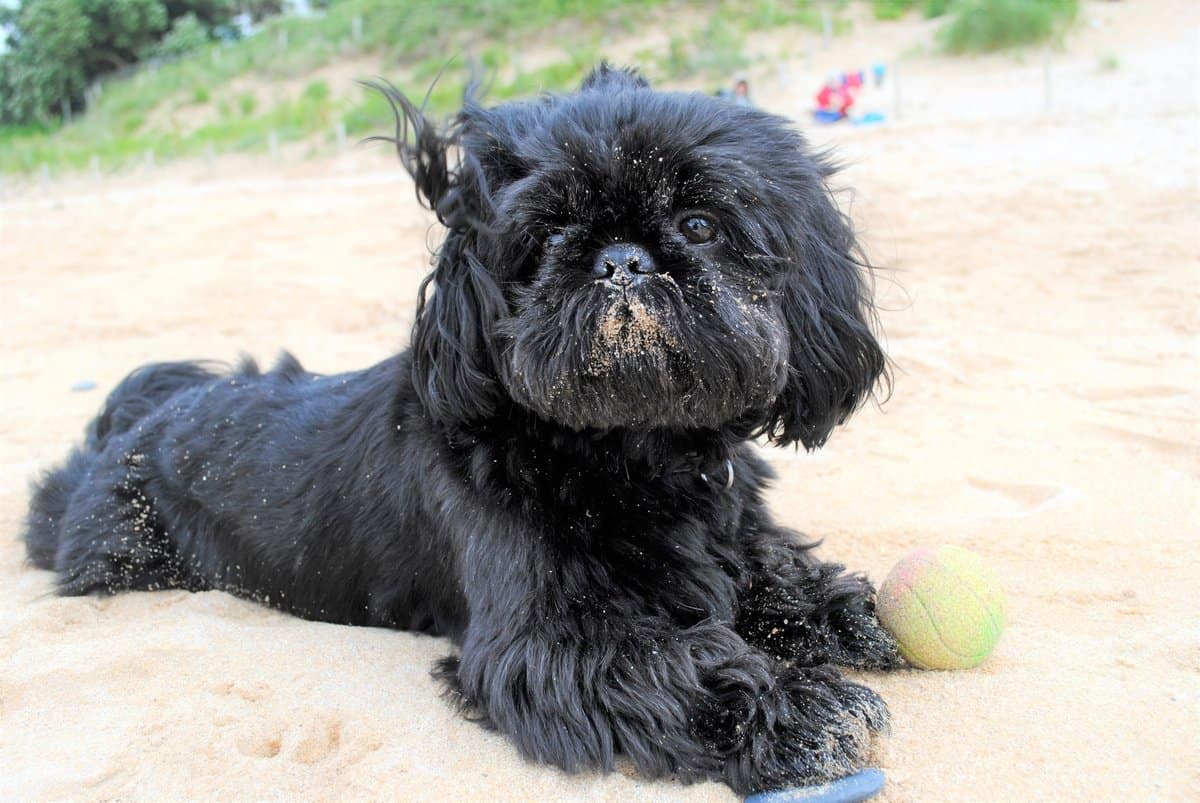 Shih Tzu preto: Veja tudo sobre esta rara coloração