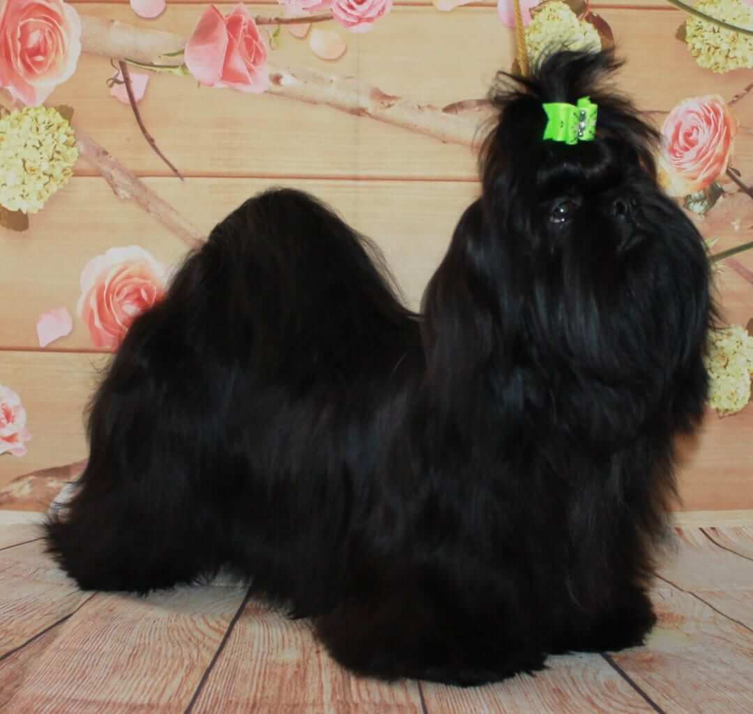 Shih Tzu preto: Veja tudo sobre esta rara coloração