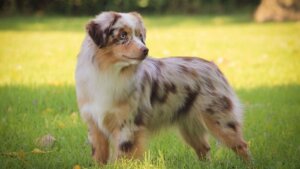 Conheça agora tudo sobre a raça Pastor Americano Miniatura