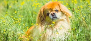 Cachorro Pequinês: Preço, cores, características e curiosidades