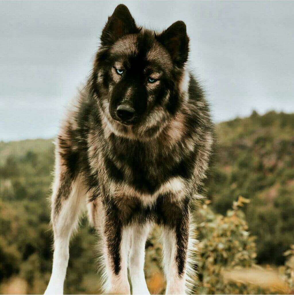Conheça as variações de cores do Husky Siberiano